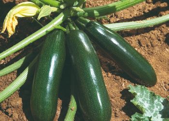 clause-home-garden :: Vegetables