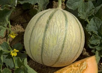 clause-home-garden :: Vegetables